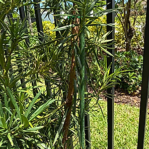 Garden Stakes 60 Inches Plastic Coated Hollow Steel Plant Stakes, Tomato Stakes, Pack of 25