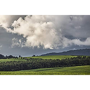 Williamson Tea Earl Grey 50 Teabags