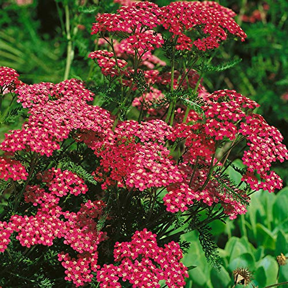 Outsidepride Perennial Achillea Yarrow Cerise Queen Garden Cut Flowers Attracting Butterflies - 10000 Seeds