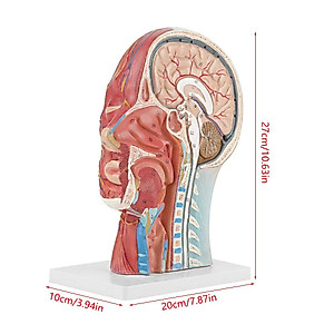 Anatomical Head Model, Anatomical Human Anatomical Half Head and Face Anatomy Medical Brain Neck Median Section Study Model