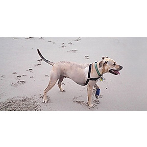 HEALERS Medium Leg Wraps - 24-Inch, Blue