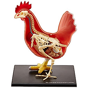 4D Master Vision Chicken Skeleton & Anatomy Model Kit, One Color