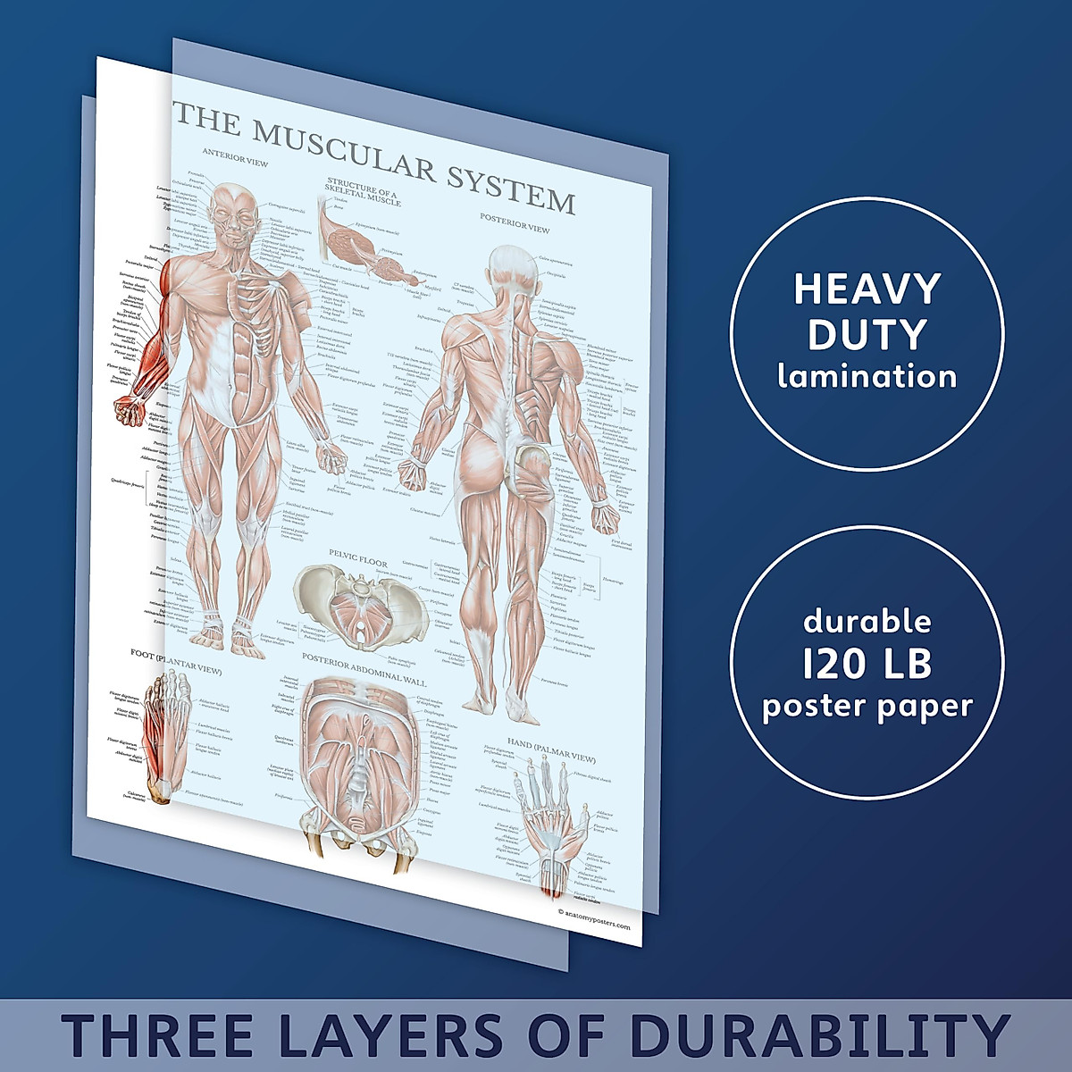 10 Pack - Anatomical Poster Set - LAMINATED - Muscular, Skeletal, Digestive, Respiratory, Circulatory, Endocrine, Lymphatic, Male & Female Reproductive, Nervous System, Anatomy Chart Set - 18" x 24"