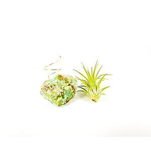 Green Calcite Crystal Air Plant Holder Gift Includes Healthy Live Air Plant and Gift Box Great Gift for Friend Co-worker or Neighbor