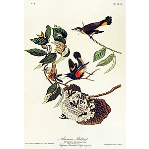 American Redstart. From"The Birds of America" (Amsterdam Edition)