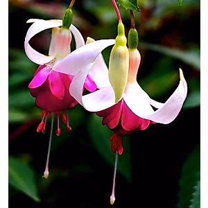 100 Pcs Purple Pink Fuchsia Flower Seeds Perennial Home Plant
