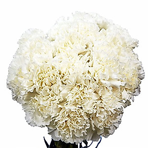 White Carnations- 100 Flower Delivery