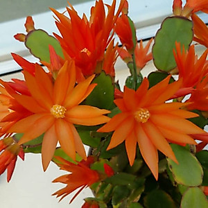 Live Orange Easter Cactus 4 to 6 Inc Tall Rooted Plant Spring Cactus Planting Ornaments Perennial Garden Simple to Grow Pot Gifts