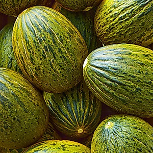 CHUXAY GARDEN Piel de Sapo Melon Seed,Christmas,Santa Claus Melon 15 Seeds Juicy Sweet Fruit Edible Melon Healthy Gardening Gifts