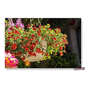 zcbang Petunia Seeds 2000+Pcs 'Colour-Themed Collection'(Rainbow Colors) Perennial Flower Mix Seeds