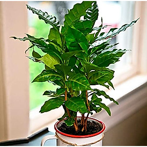SeedsUP - 5+ Seeds Arabian Coffee Tree (Mountain Plant) - Tree Dwarf