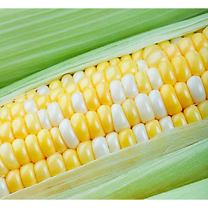 Peaches and Cream Sweet Corn Seeds 250+ Seeds