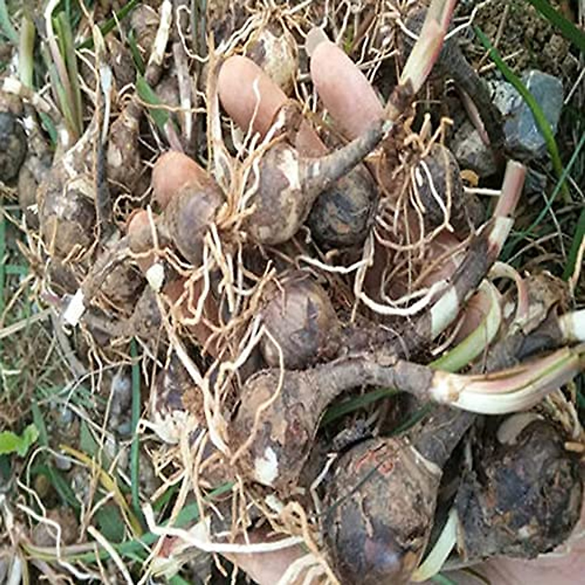 10pcs snowdrops Bulbs for Planting Now Spring Flowering Bulbs Double Single Spring Flowering Bulb Collection Pack Wild Daffodil snowdrops Bulbs in The Green .Diameter: 0.8 in.