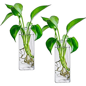 Fasmov 6 Pack Wall Hanging Glass Planters Plant Terrarium, Plants Holders Air Plants Succulents Planters Flowers Glass Wall Vase Containers for Plant, Decoration and Display, Square Vase, Clear