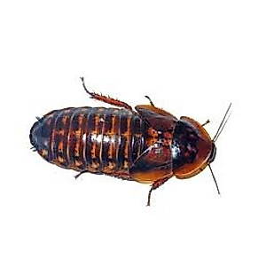 Dubia Roaches 100 Large