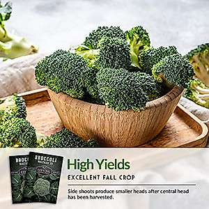 Waltham 29 Broccoli Seed for Planting - Packet with Instructions to Plant & Grow Cool Weather Broccoli in Your Home Vegetable Garden - Non-GMO Heirloom Variety - Survival Garden Seeds - 3 Pack