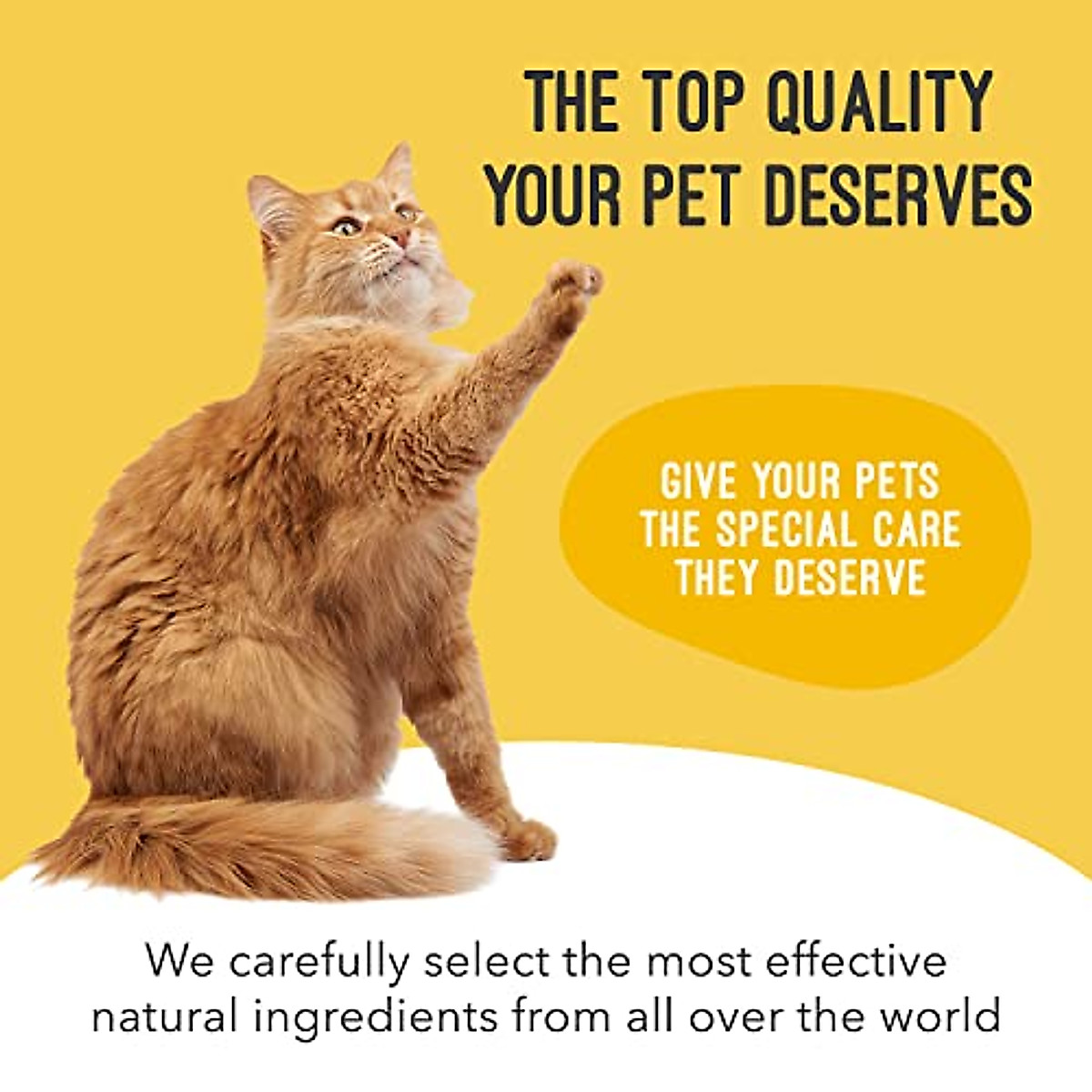 UroMAXX, Cat & Dog Urinary Tract Infection Treatment, Bladder & Kidney Support for Dogs and Cats, Powerful yet Gentle Pet Care, With Liquid Cranberry & Glucosamine, Chicken Flavor, 6 oz Bottle, 1 Pack