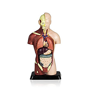 Vision Scientific VAT105 Sexless Human Torso | 7 Removable Parts | Displays Respiratory, Circulatory, Digestive, Nervous, Urinary System, and Musculature | Instruction Manual Included