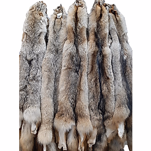 Eastern Coyote Pelt, Tanned (Premium Grade)