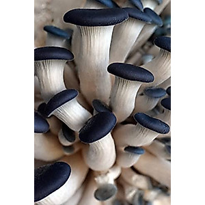 Organic Blue Oyster Mushroom Growing Kit