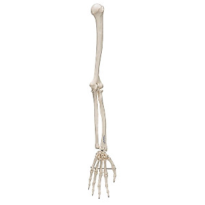 3B Scientific A45 Arm Skeleton - 3B Smart Anatomy