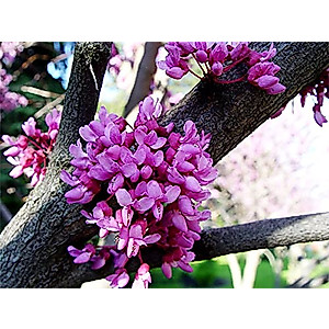 Eastern Redbud Tree Sakura Bonsai American Redbud Cercis Canadensis 15 Seeds Garden Seeds for Planting