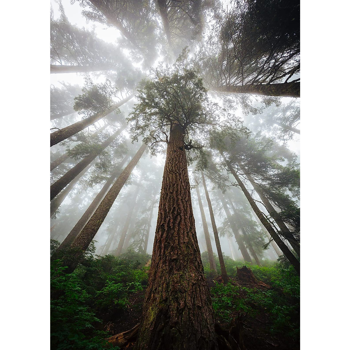 50 Giant Sequoia Seeds, Giant Redwood, Wellingtonia Seeds - 50 Seeds (Sequoiadendron giganteum) - Pack of 50 Rare and Viable Seeds - QO Seeds