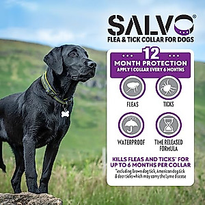 SALVO Flea and Tick Collar for Dogs - Pack of 2 for 12 Months of Protection - Flea and Tick Prevention for Dogs (Large)