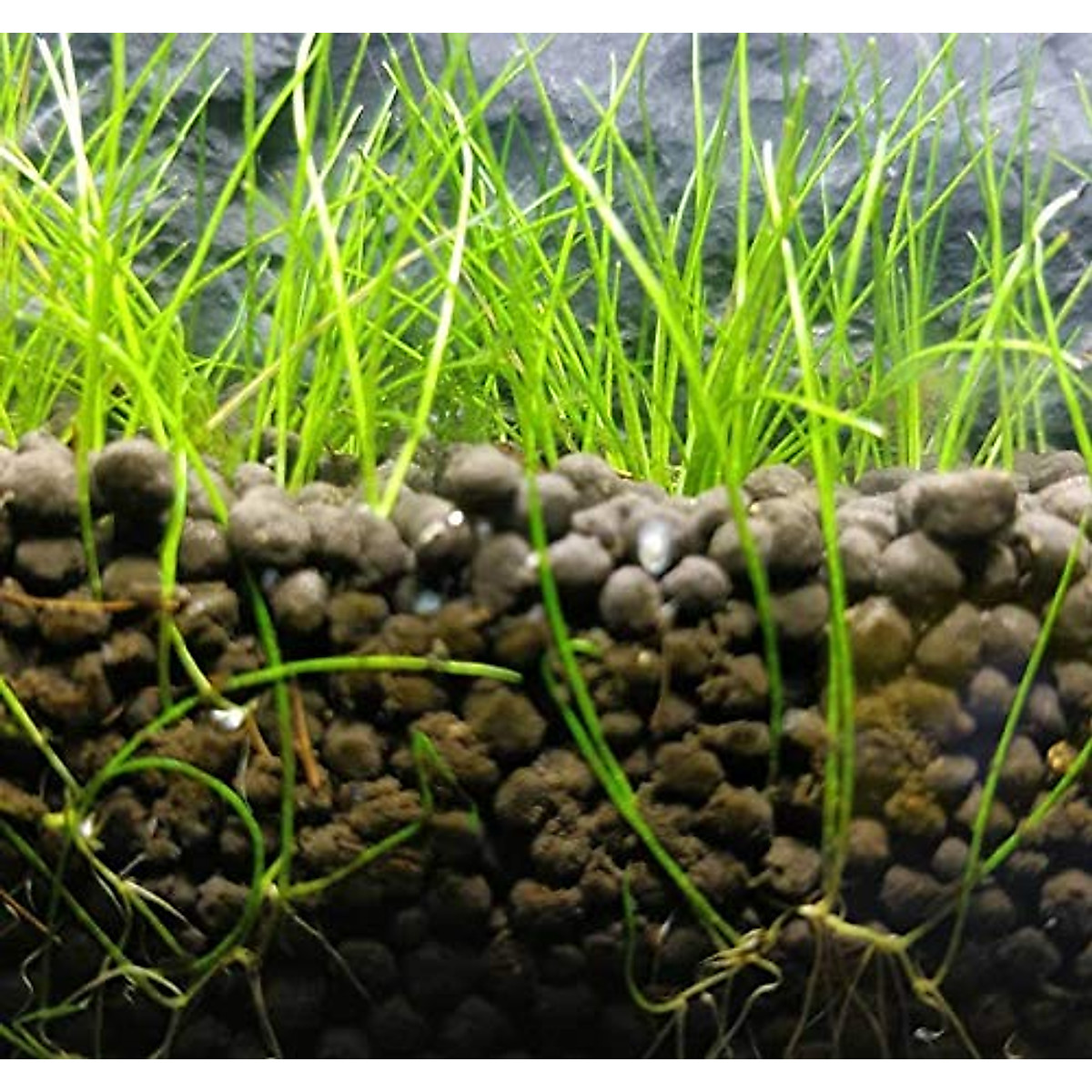 Dwarf Hairgrass Eleocharis Parvula Sp Mini 100% Tissue Culture Easy Freshwater Carpet Live Aquarium Plants Decorations 3 Days Live Guaranteed
