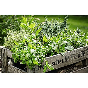 Indoor Live Herb Garden & Plant Seed Starter Kit - DIY Transplanting Kit for Beginners & Kids | Includes Seeds, Soil, Pots, Markers, Instructions, & Grinder | Parsley, Basil, Cilantro, & Chive Seeds