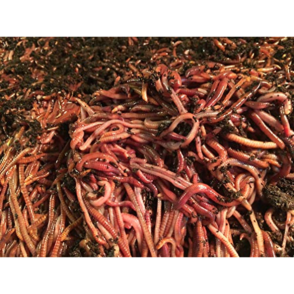 Worms 3/4 Pound Red Wiggler Composting