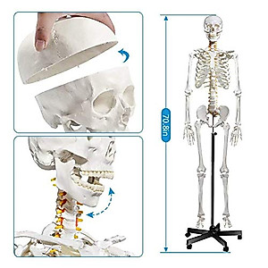 breesky Human Skeleton Model for Anatomy- Life Size Medical Human Skeleton Model with Nervous System 70.8 in with Rolling Stand for Medical Study and Display 3 Posters