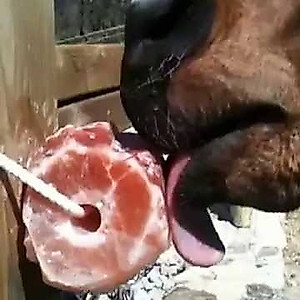 Himalayan Salt Licks Hanging 5 lb w/Rope for Horse, Equine, Cattle, Livestock, Llama, Goat, and/or Sheep