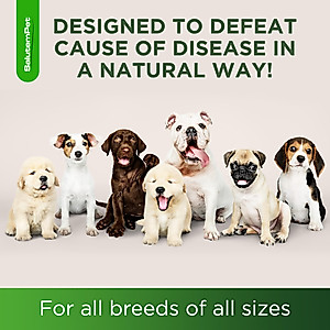 Natural Antibiotics for Dogs | Dog Antibiotics | Antibiotic for Dogs | Dog Antibiotic | Antibiotics for Dogs | Natural Ingredients| 2 Oz