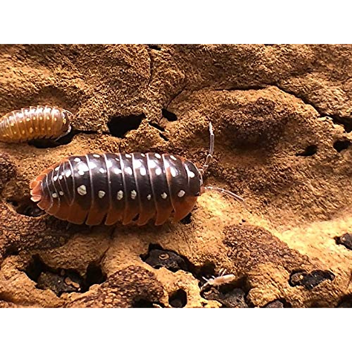 Bugzy Bugs Clown Isopods 10 Count Armadiliidium Klugii Montenegro Roly Poly Insects Cleanup Crew for Terrarium Reptile Pet Food (10 Count)
