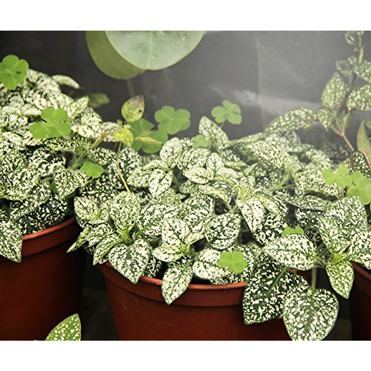 Miracle LED Absolute Daylight Spectrum, Ultra Grow Lite 2-Pack, 12W (604868)