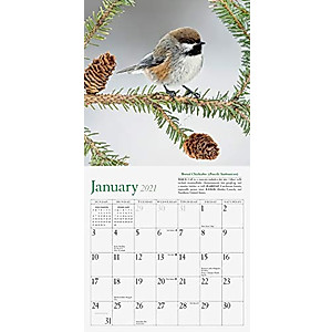 Audubon Songbirds Mini Wall Calendar 2021