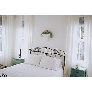 Air Plant Shop 3 Pack Mini Tillandsia Xerographica- Wholesale and Bulk - Succulents - Live Tillandsia - Easy Care Indoor and Outdoor House Plants