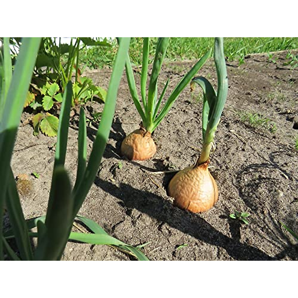 Yellow Sweet Spanish Onion Seeds for Planting, 750+ Heirloom Seeds Per Packet, (Isla's Garden Seeds), Non GMO Seeds, Botanical Name: Allium cepa, Great Home Garden Gift