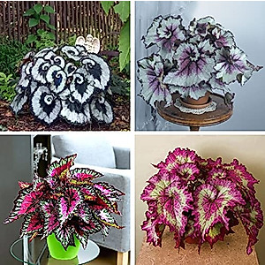 Mix Coleus Seeds for Planting, 100 Beautiful Coleus Flower Seeds