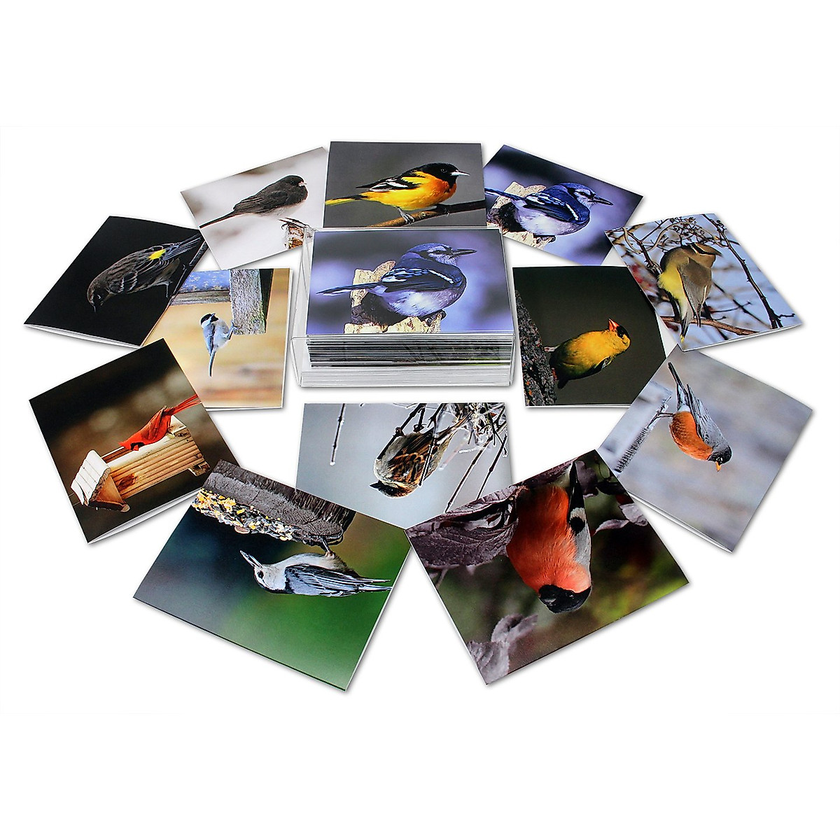 Small World Greetings Song Bird Note Cards With Identification Card 12 Count-Blank Inside with White Envelopes-A2 Size 5.5" x 4.25"-Bird Stationery-All Occasion-Birthday, Thank You, and More