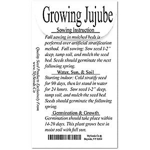 MySeeds.Co - BIG PACK Seeds Big Pack Survival Flower Fruit Garden Seeds, Exotic Rare Non-GMO and Heirloom Variety Limited Quantity, You Choose The Color (Jujube)