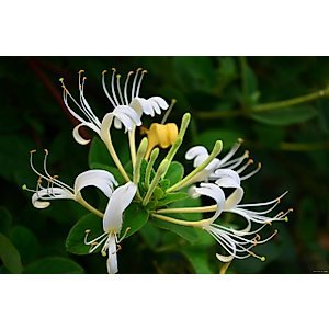 Japanese Honeysuckle Lonicera Japonica Live Plant in 4" Pot with Soil