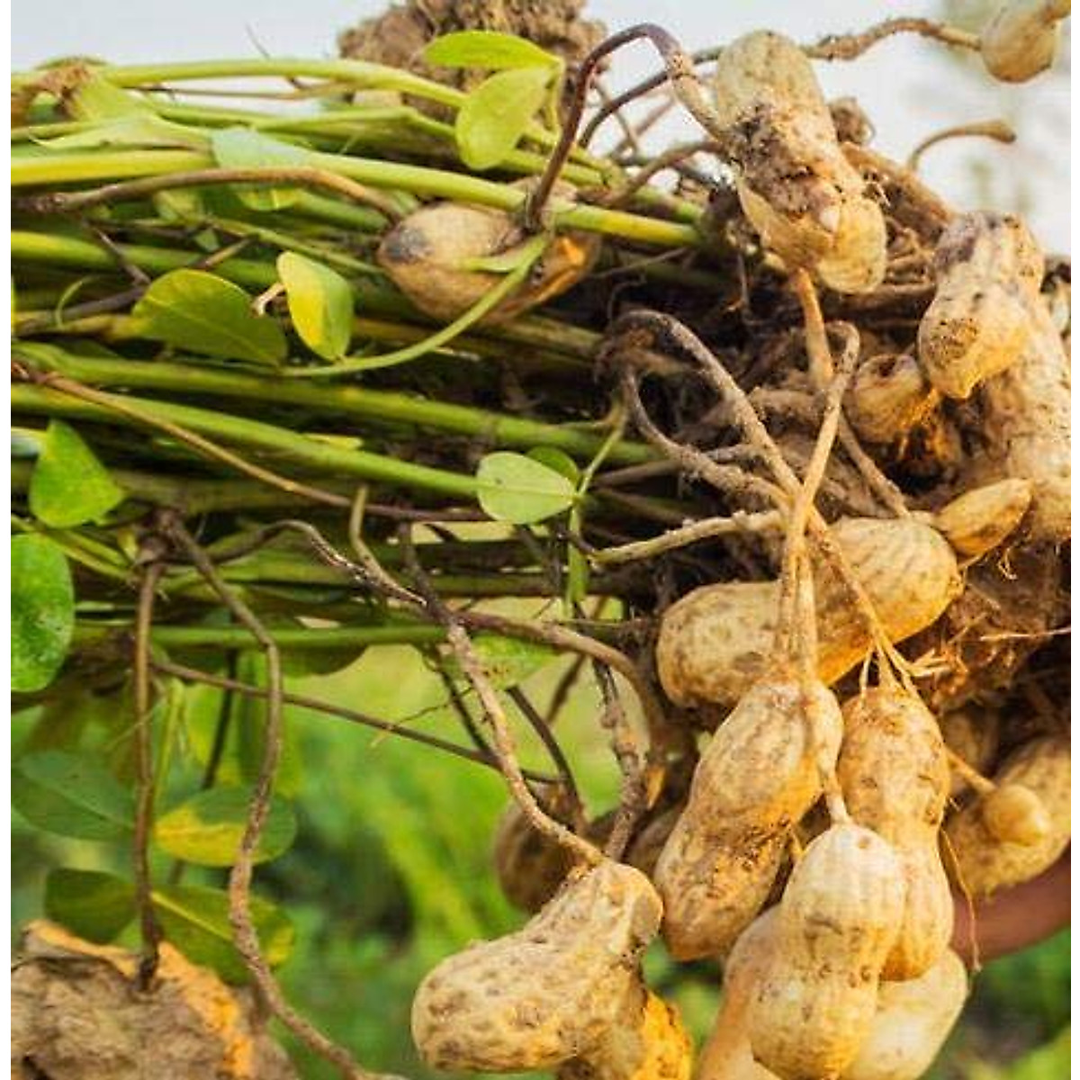 Peanut Seeds - Virginia Jumbo - Organic - 20+ Seeds - Glasgow's Goods