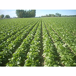 3500 Florida Broadleaf Mustard Seeds for Planting | Fast Growing | Heat and Cold Tolerant | Non-GMO | Heirloom Garden Seed - Cải bẹ xanh - Small GAI Choi