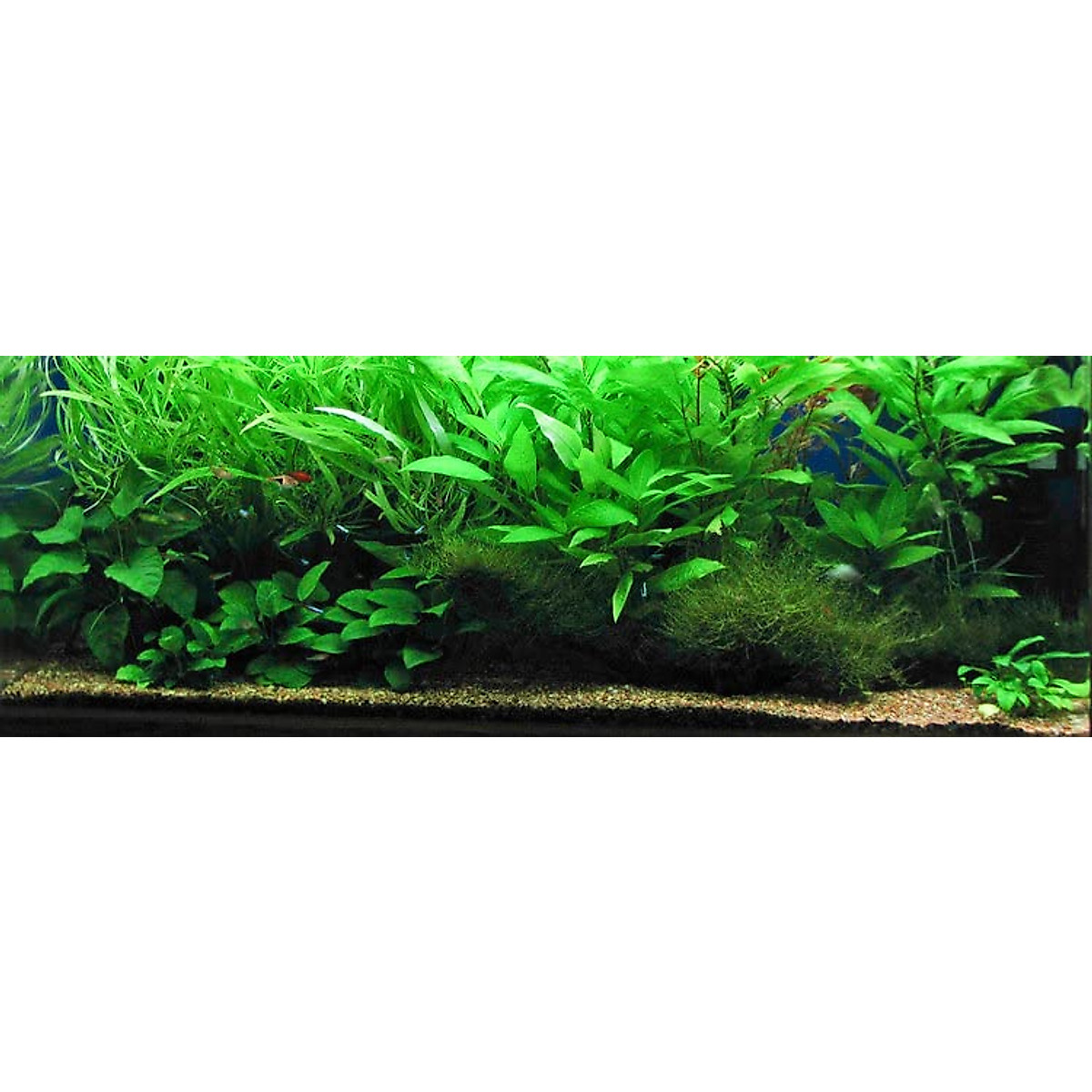 Marcus Fish Tanks - 3X Amazon Sword Echinodorus Bleheri Easy Live Aquarium Plants for Aquatic Freshwater Fish Tank