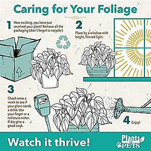 6" Ficus Ruby, Variegated Rubber Plant, Real House Plants, Desk Plants Live, Plant Decor for Bedroom, Floor Plants, Real Plants Indoor Live Plants Indoor Plants Live Houseplants by Plants for Pets