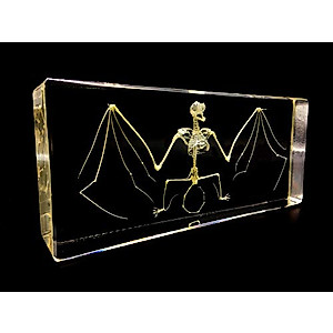 X-Large Taxidermy Real Bat Skeleton Specimens Science Classroom Specimen for Science Education（7.9x3.6x1.6 inch）