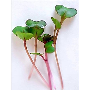 Purple Vienna Kohlrabi Seeds: 1 Lb - Non-GMO Vegetable Garden & Micro Greens Growing Seed