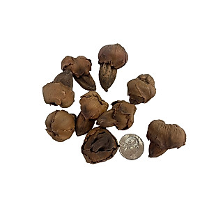Snout and Shell 10 Mini Coconut Botanical Pods - Aquarium Pods Reduce Algae & freshen Tank Water - Terrarium, Vivarium & Aquarium Decor & Natural Tannins, Brown, 1-1.5 inches